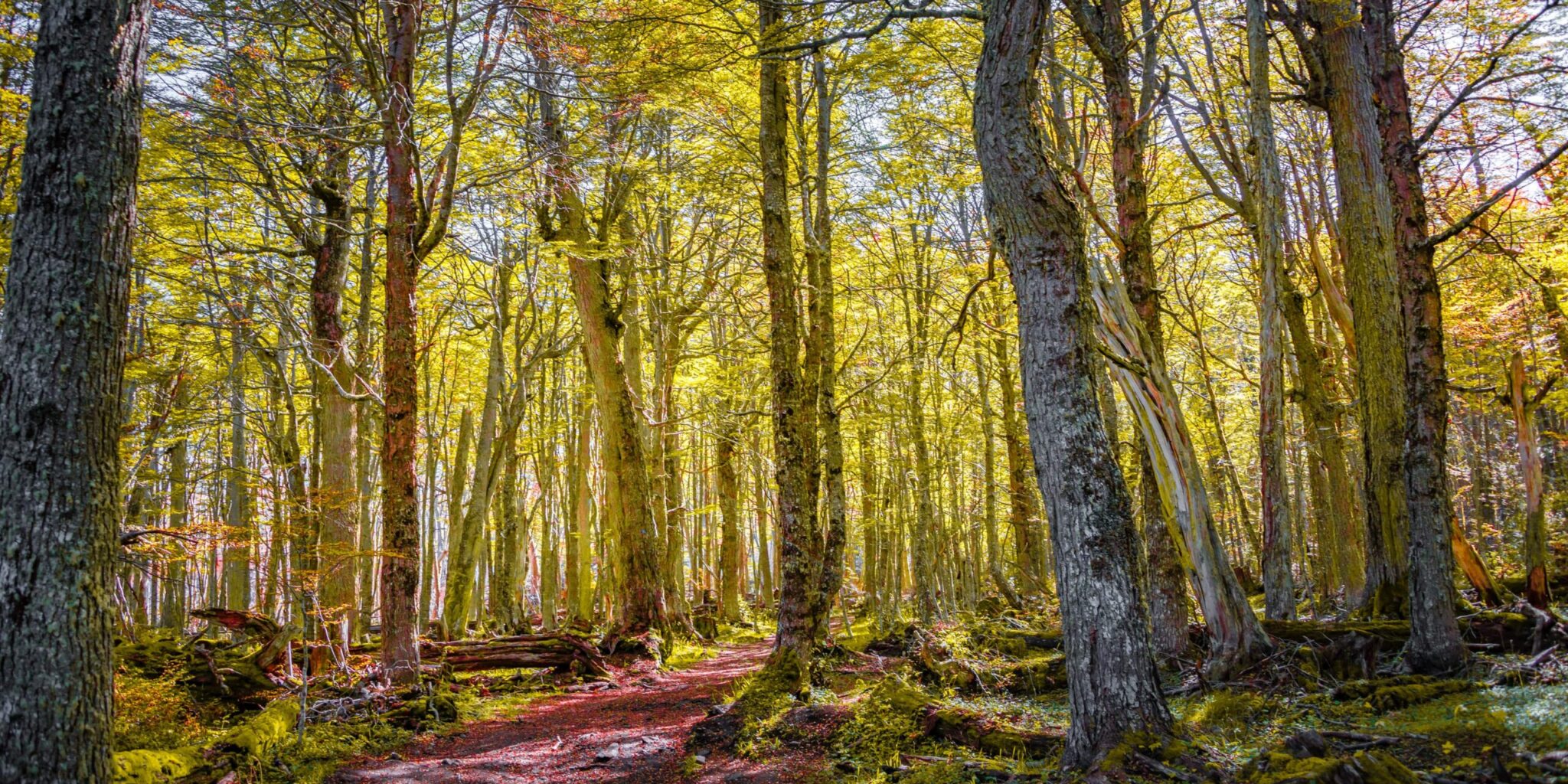 20 Exemplos de Bosques