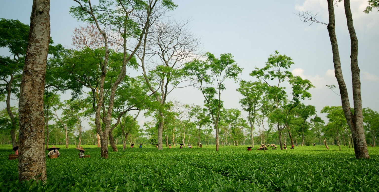 15 Exemplos de Planícies