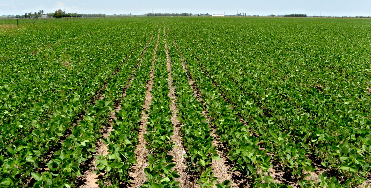 15 Exemplos de Planícies