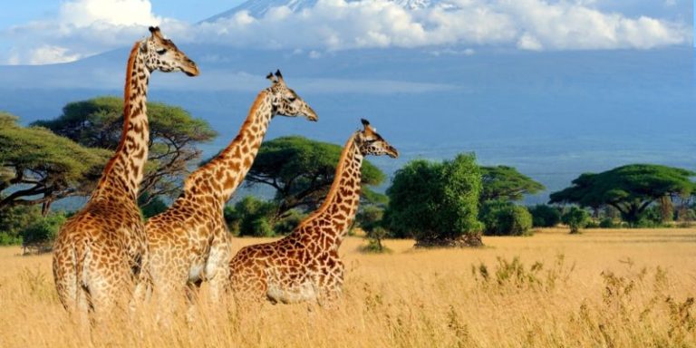 50 Exemplos de Clima, Flora e Fauna da Savana