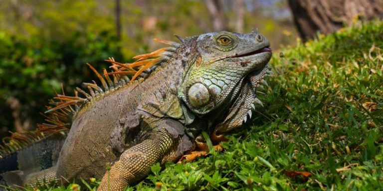 60 Ejemplos de Clima, Flora y Fauna de la Selva Húmeda
