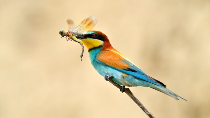 50 Ejemplos de Animales Insectívoros