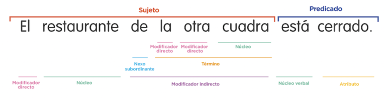50 Ejemplos de Oraciones con Modificador Directo