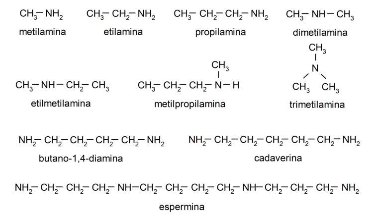 20 Ejemplos de Aminas