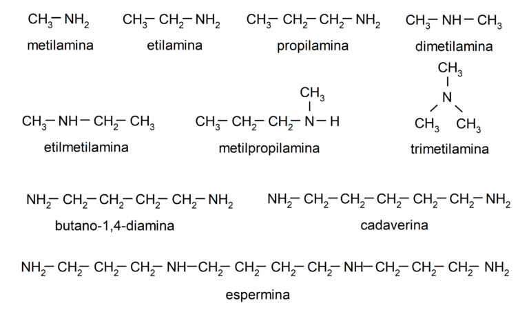 20 Ejemplos de Aminas