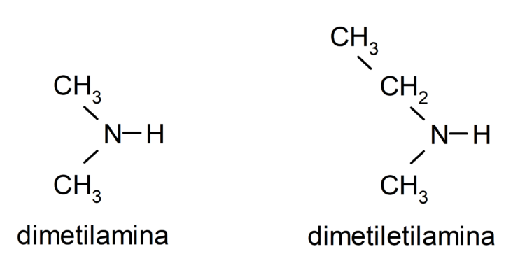 20 Ejemplos de Aminas