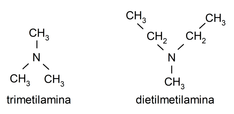 20 Ejemplos de Aminas