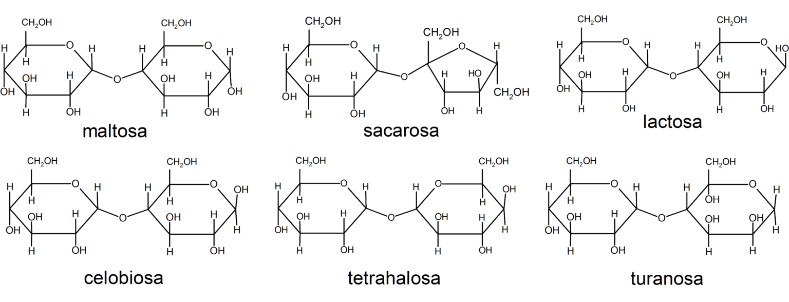 20 Ejemplos De Oligosacáridos
