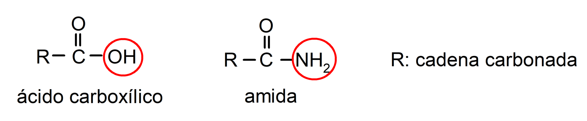 20 Ejemplos de Amidas