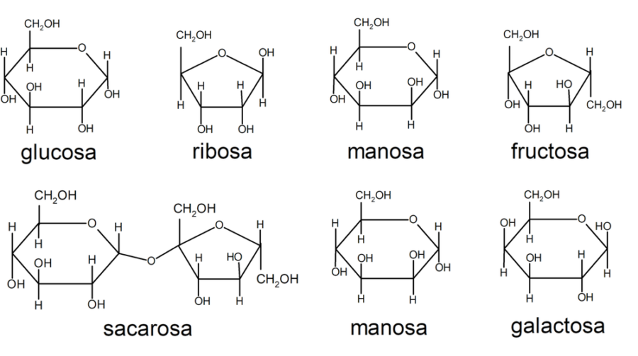 20 Ejemplos de Azúcares