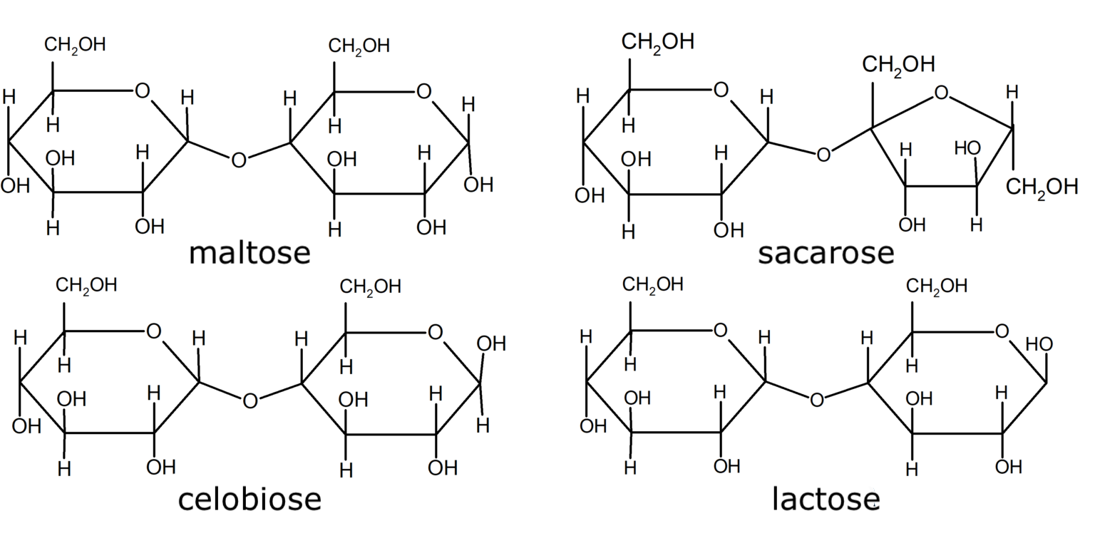 50 Exemplos de Carboidratos