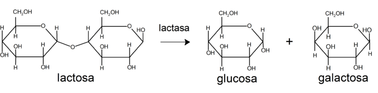 Ejemplos de Reacciones Químicas en el Cuerpo Humano